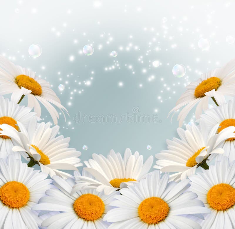 Daisy and bubbles stock photo. Image of card, nature - 52976288