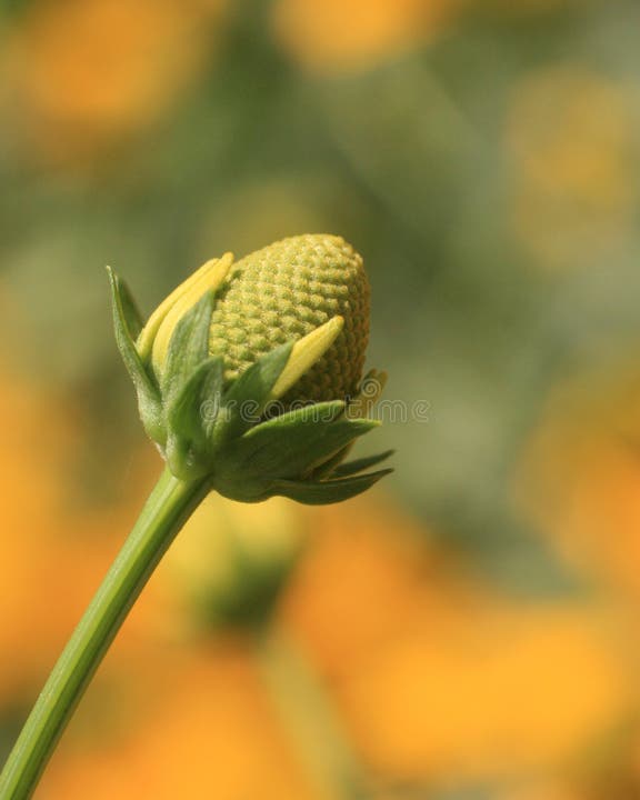 Daisy Bud stock image. Image of macro, petal, yellow - 15526457