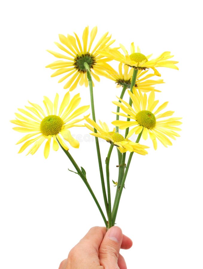 A daisy bunch stock photo. Image of blossom, caring, isolated - 12444060