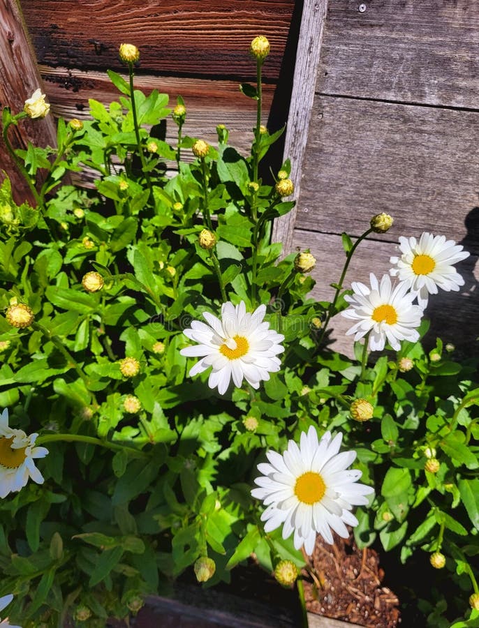 Daisy bush during spring stock photo. Image of green - 286871540