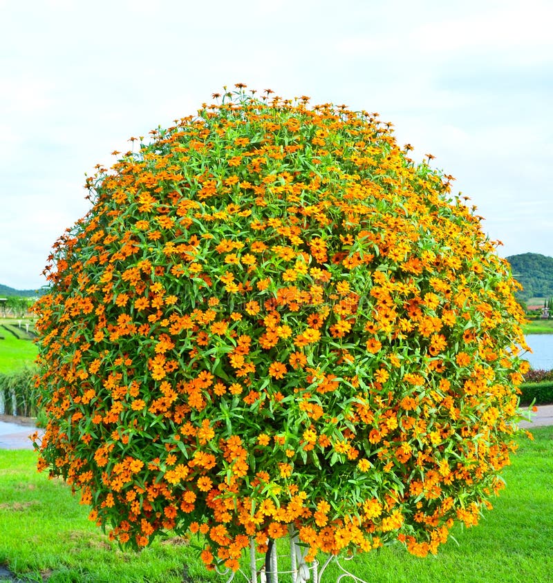 Daisy bush stock photo. Image of flora, colorful, daisy - 32232290