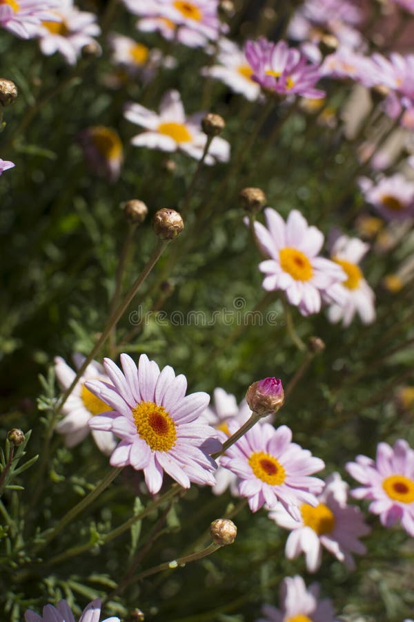 Daisy Buttons Opening in Spring. Stock Image - Image of purity, spring ...