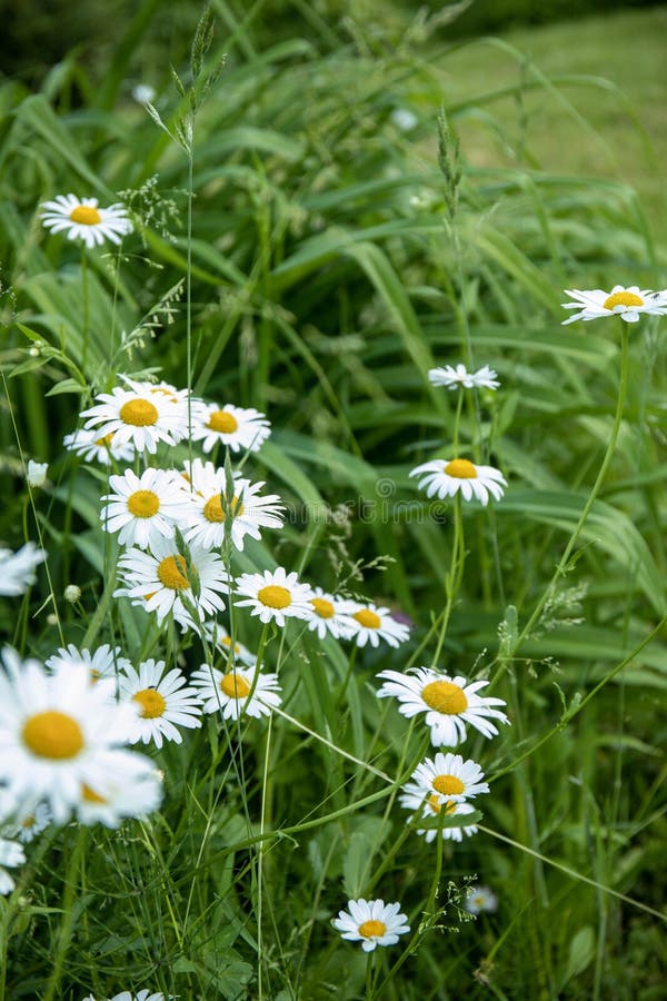Daisy Camomiles at Sunny Day in a Garden Stock Image - Image of field ...