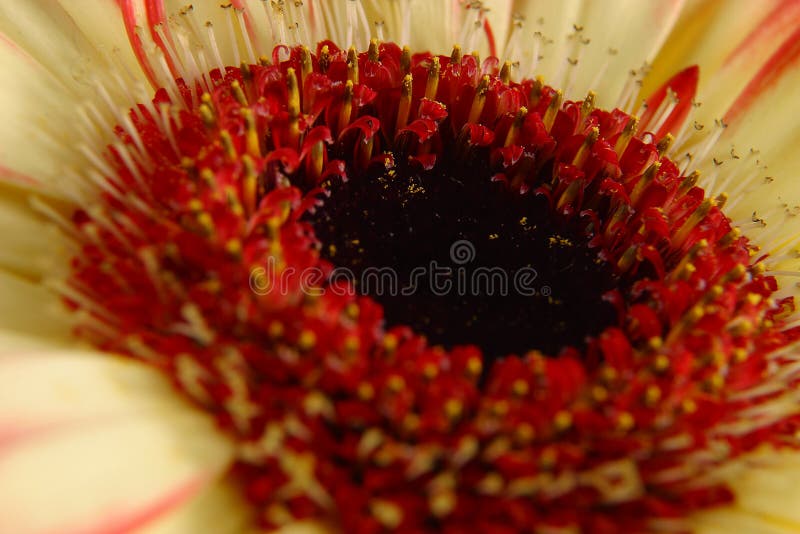 Daisy chain stock image. Image of still, beauty, stigma - 625489