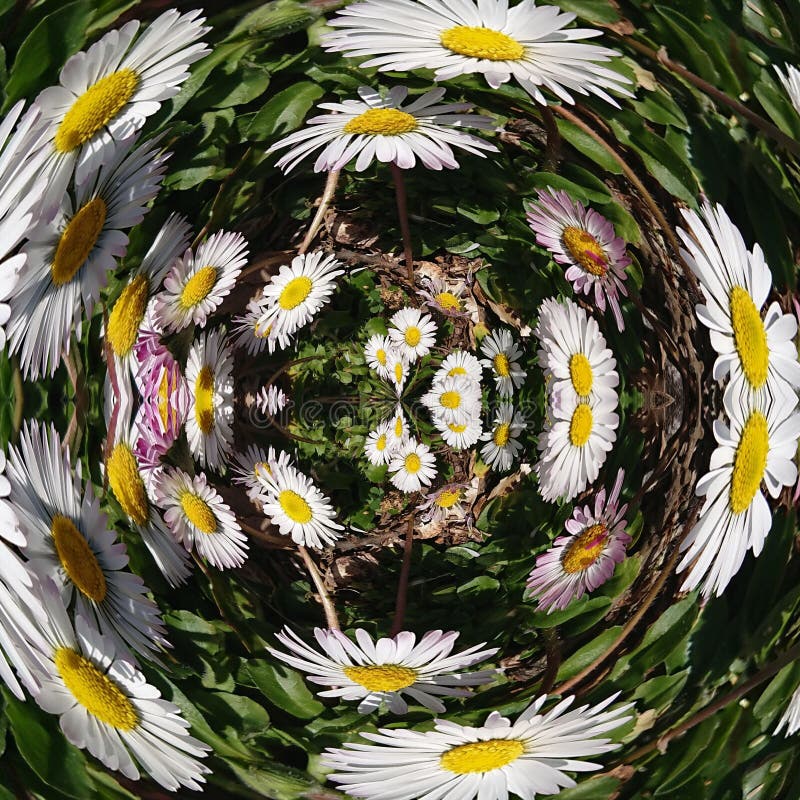Daisy Chain Flowers Abstract Background Stock Foto - Image of ...