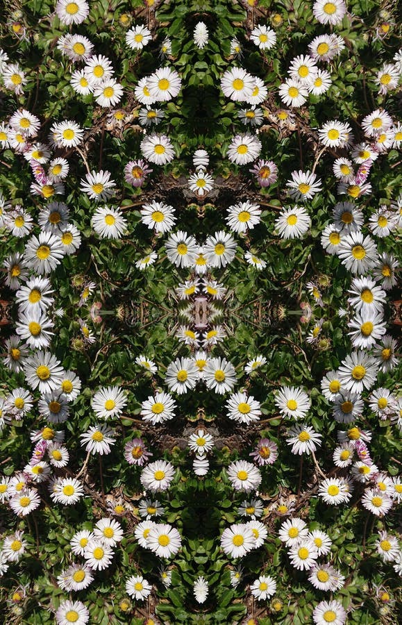 Daisy Chain Flowers Abstract Background Stock Image - Image of daisy ...