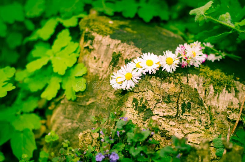 Daisy chain stock image. Image of scene, trunk, chain - 53715711