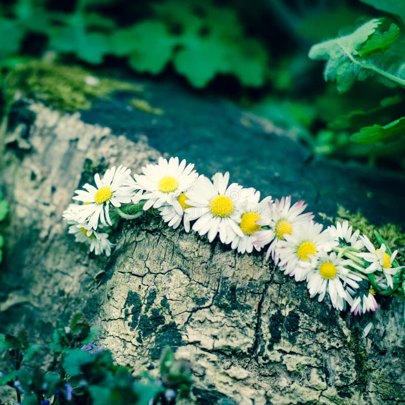 Daisy chain stock photo. Image of decoration, green, trunk - 53715716