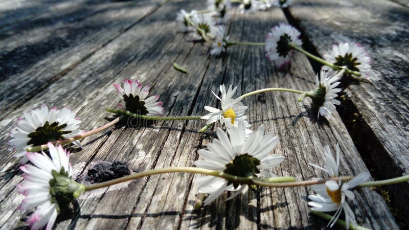 Daisy chains stock image. Image of summer, chain, daisy - 92974709