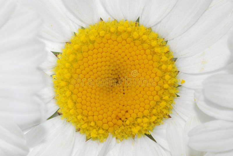 Daisy Close Up stock image. Image of spring, marguerite - 28806001