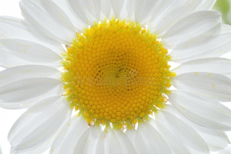 Daisy Close Up stock photo. Image of closeup, marguerite - 28806018