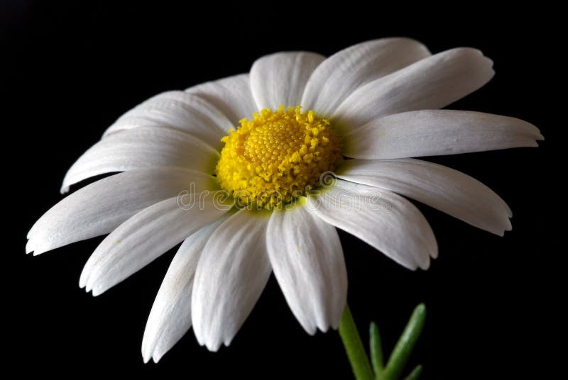 Daisy close-up stock photo. Image of peacefull, clean - 7899730