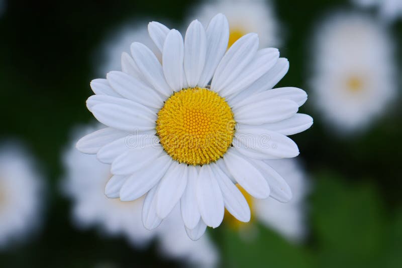 Daisy close-up stock photo. Image of light, petal, outdoors - 73557238
