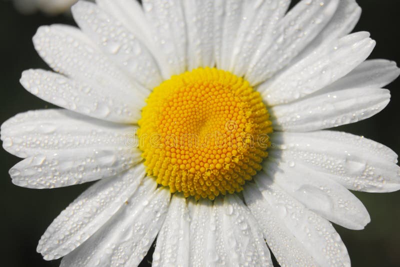 Daisy close up stock photo. Image of drops, petals, environment - 37262226
