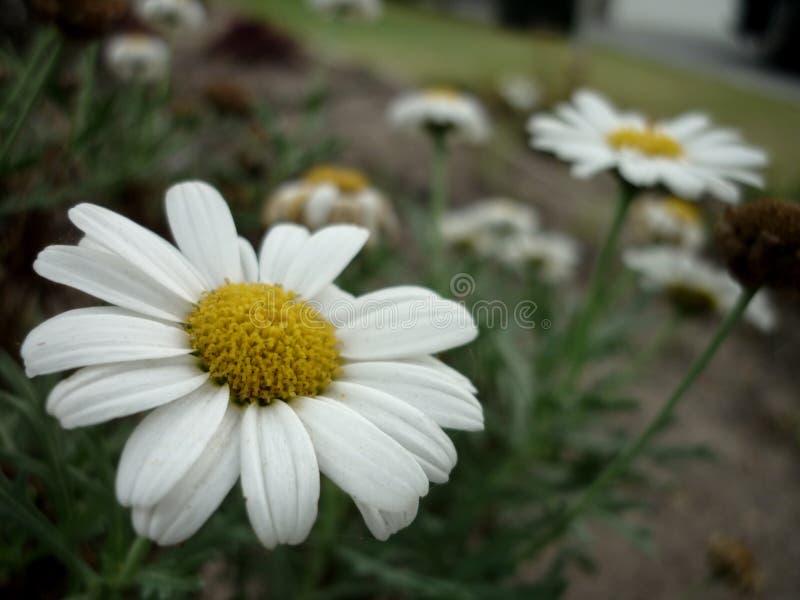 Daisy stock photo. Image of nature, plant, flower, close - 99229414