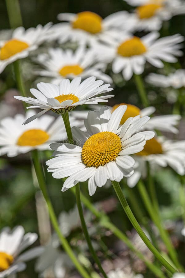 Daisy close up stock photo. Image of beauty, plant, sunlight - 59429894