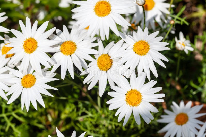 Daisy stock photo. Image of botany, flora, gerbera, design - 294313350