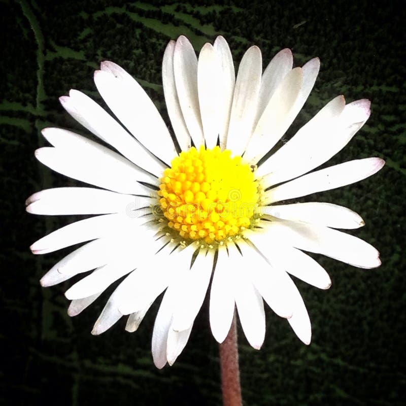 Daisy stock photo. Image of single, closeup, pest, flower - 54433604