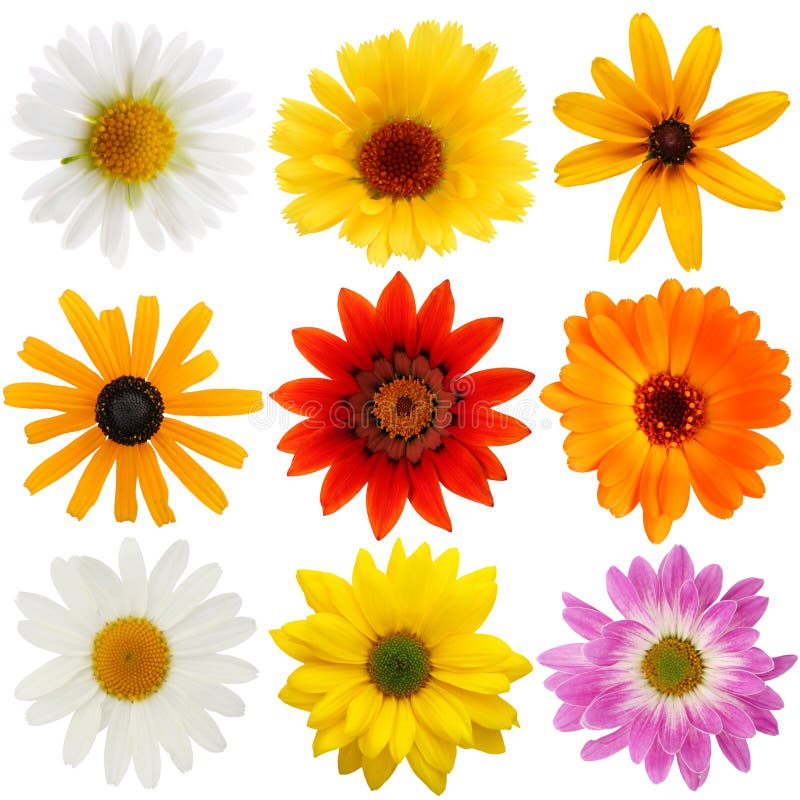 Cheerful daisy border stock photo. Image of bloom, nature - 5213032