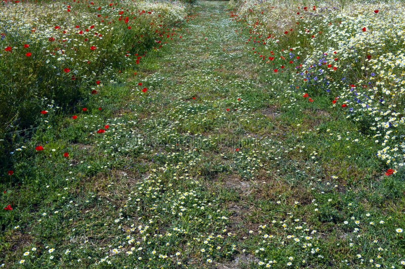 Daisy Contains Anthoxanthin, Responsible for the Yellow Color Stock ...