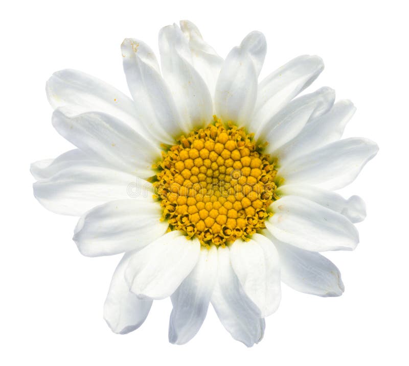 Daisy Cut Out stock photo. Image of white, springtime - 302196344