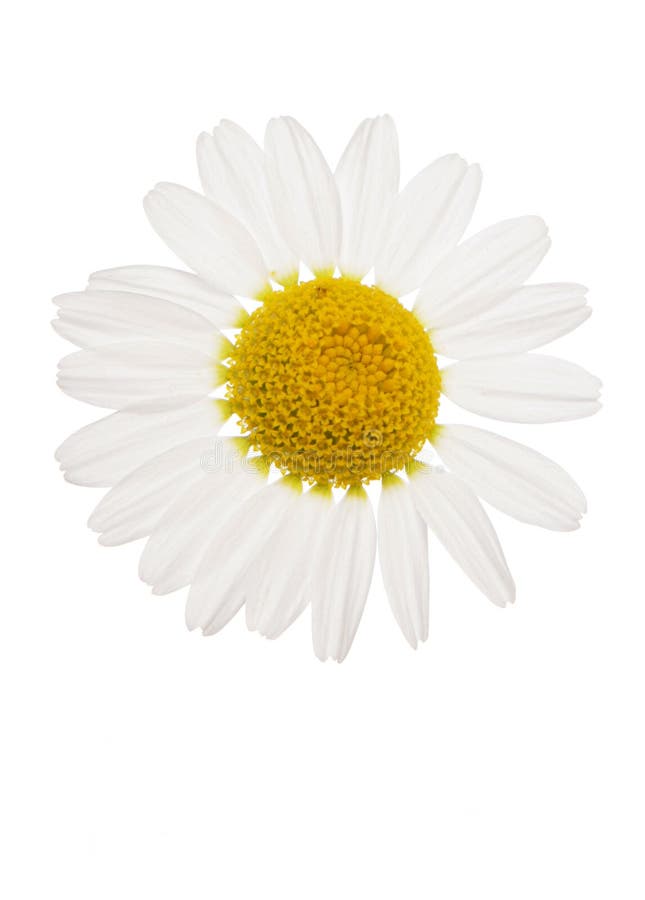 Daisy cutout stock image. Image of wild, cutout, studio - 14990169