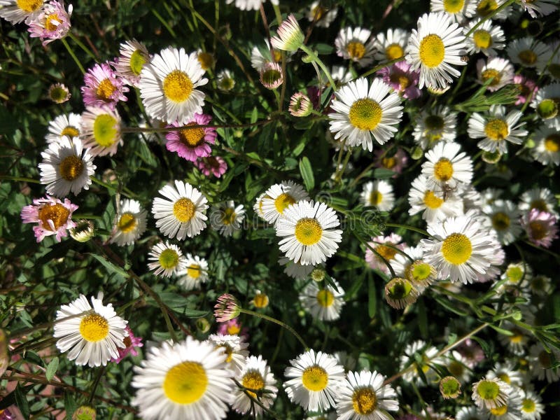 Daisy stock image. Image of white, daisy, plant, flowers - 112849443