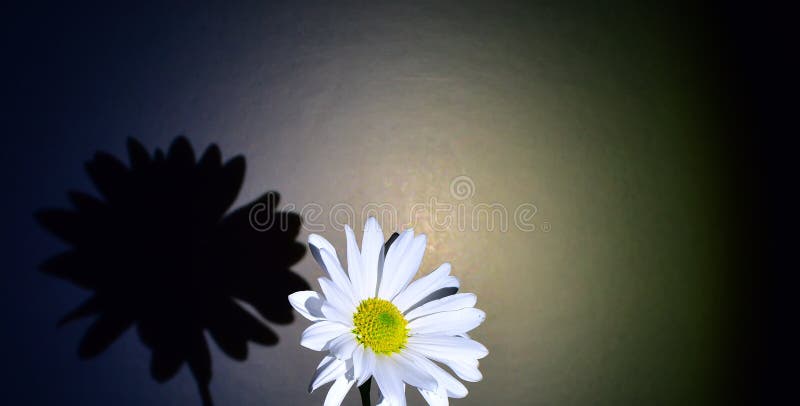 Daisy with a dark shadow stock image. Image of closeup - 205892443