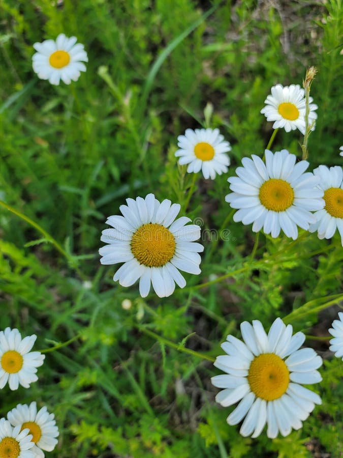 Daisy Day Summer Love Happy Stock Photo - Image of love, summer: 281019824