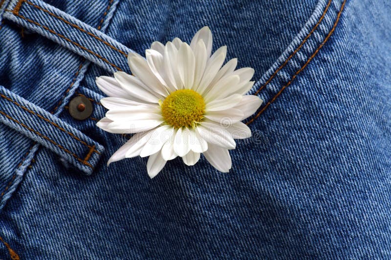 Daisy in denim pocket stock photo. Image of denim, flower - 909768