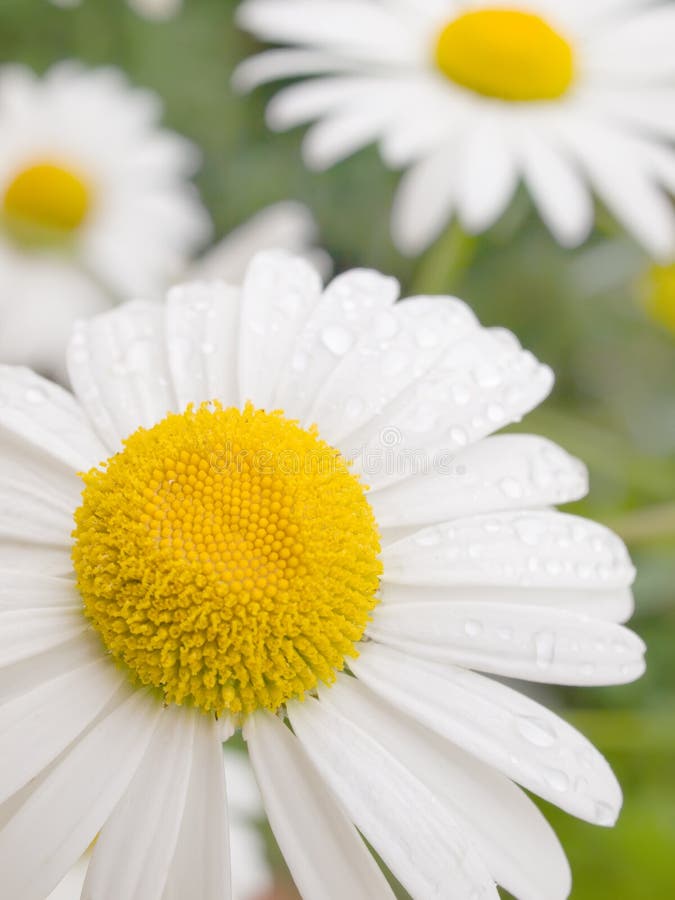 Daisy with dew drops stock photo. Image of garden, natural - 21605102