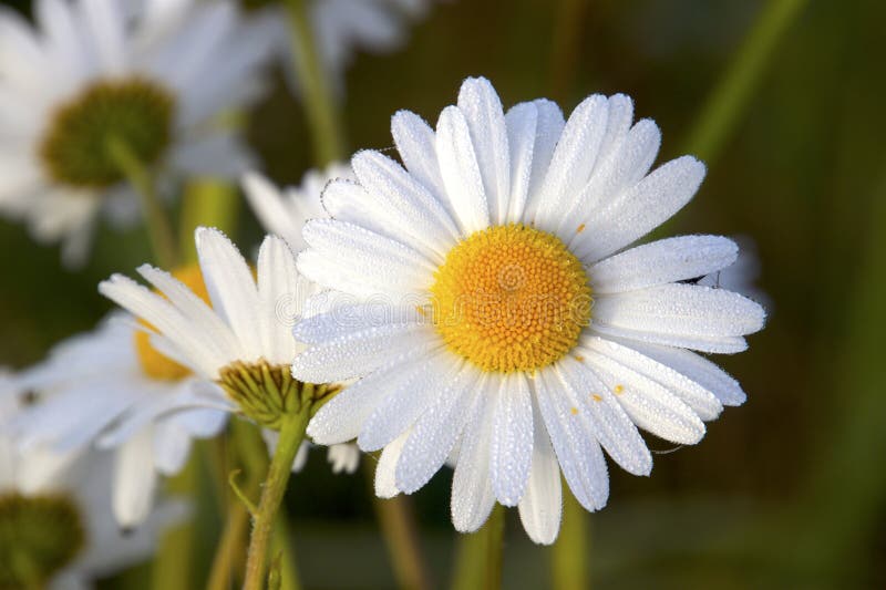Daisy with Dew Drops from a Cold Night so Lovely Stock Image - Image of ...