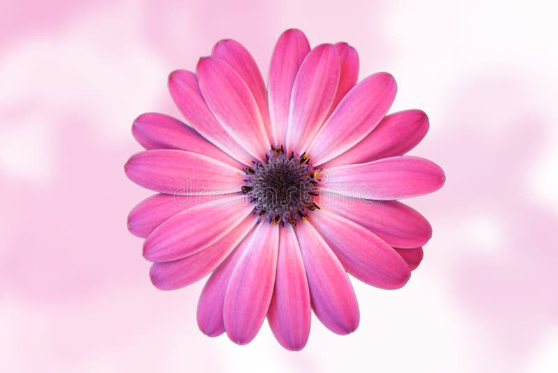 Daisy with Diffuse Pink Background Stock Image - Image of bloom, stamps ...