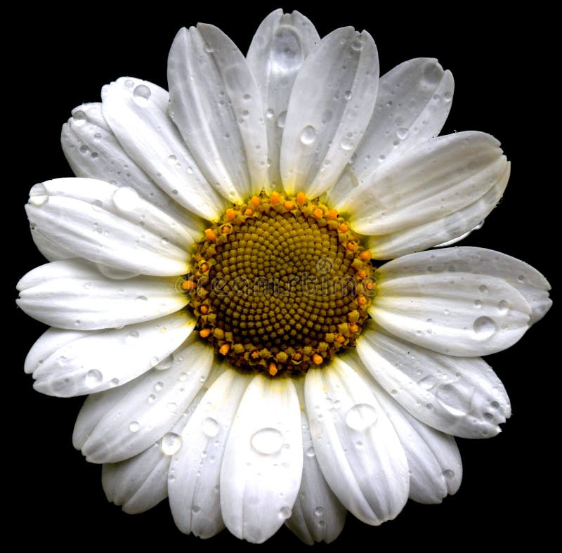 Daisy stock image. Image of daisy, strong, spring, photograph - 73779651