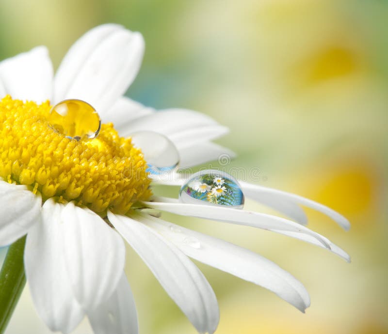 Daisy with drop stock image. Image of daisy, copy, droplet - 25389537