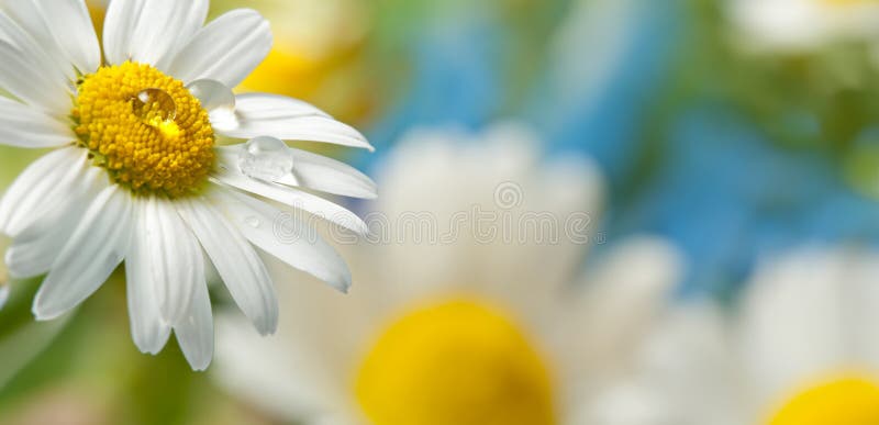 A Daisy with Drop with Mirroring Efect Stock Photo - Image of floral ...