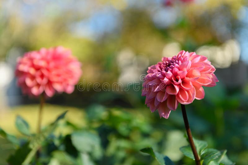 Daisy Duke Dahlia. Pink Dahlia Flower. Stock Image - Image of ...