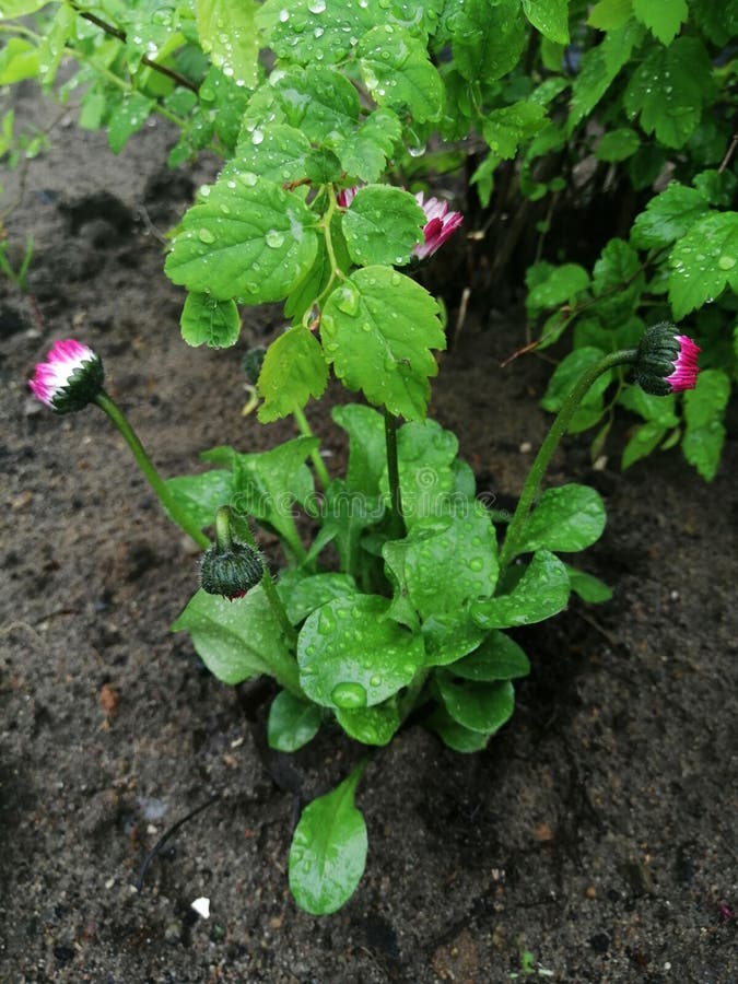The Daisy family in March stock photo. Image of family - 185467488