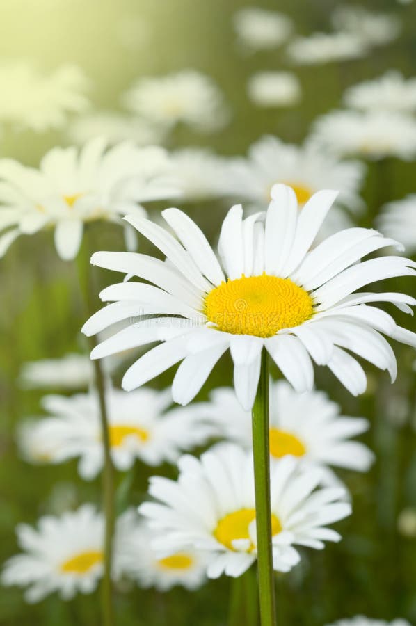Daisy field stock photo. Image of environment, beauty - 19807608