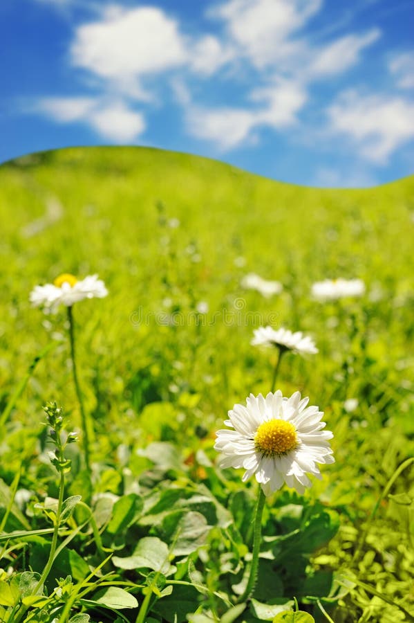 Daisy field stock image. Image of freshness, cloud, bloom - 14438191