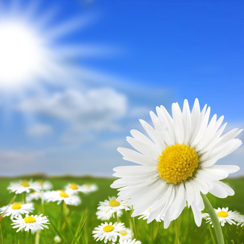 Daisy field stock image. Image of growing, meadow, green - 14503521