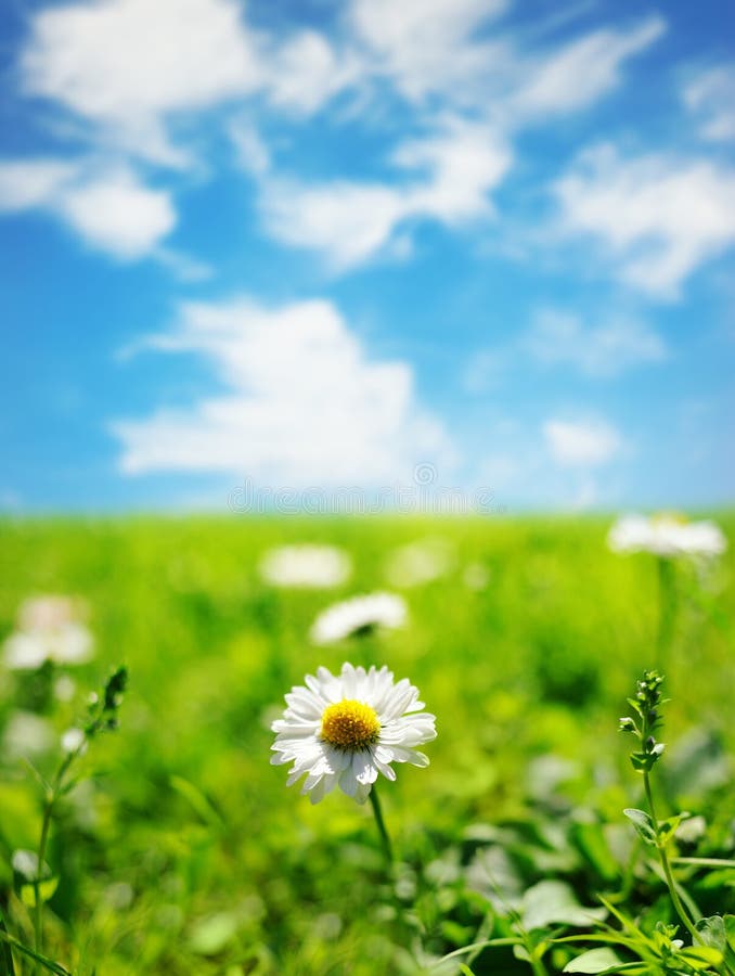 Beautiful spring meadow. stock image. Image of chamomile - 20715337