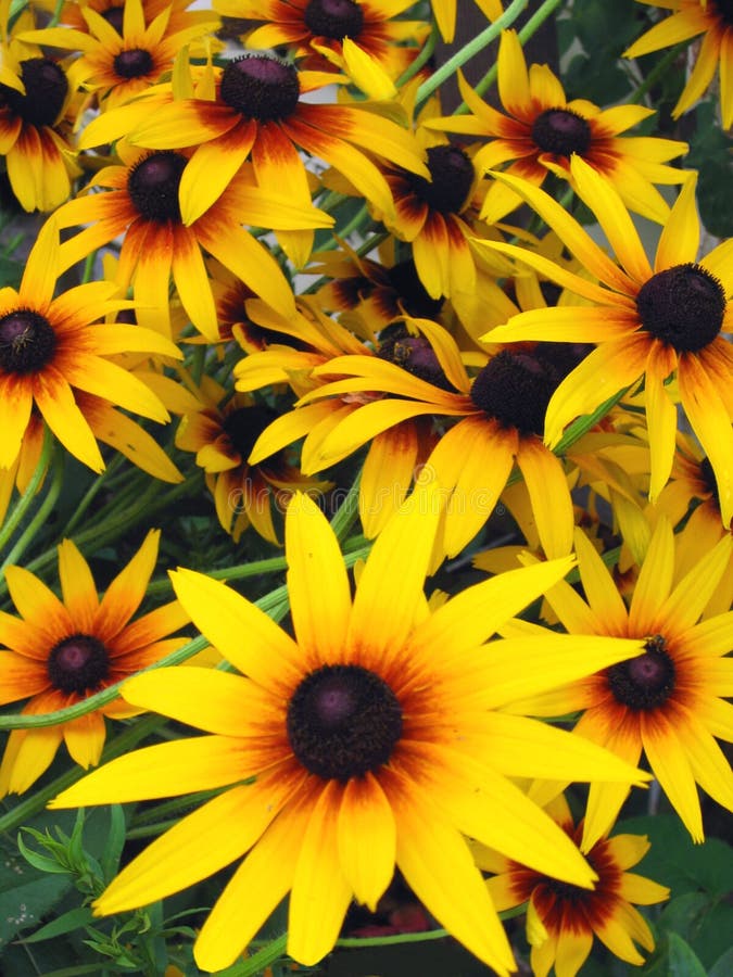 Daisy Field stock image. Image of golden, african, daisy - 171881