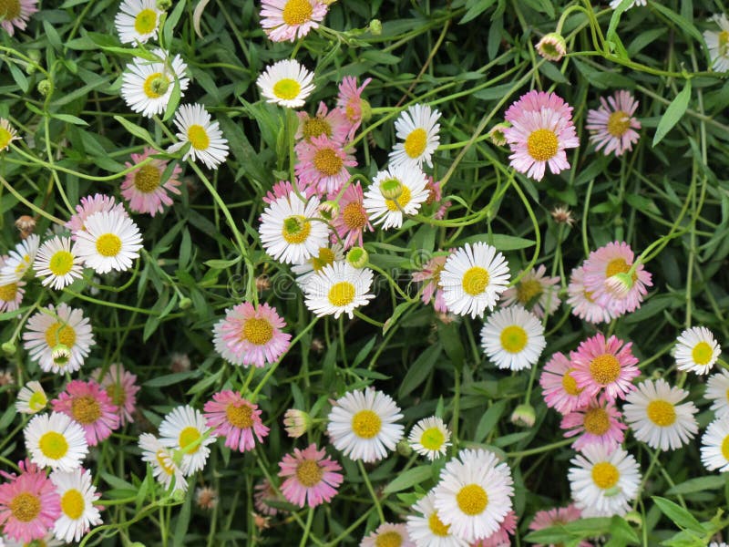 Daisy field stock image. Image of pink, pattern, plant - 21053873