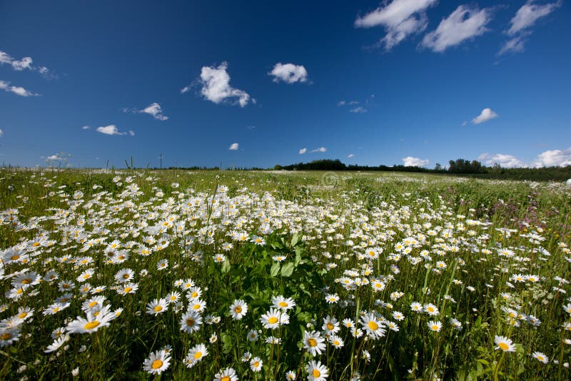 Field of daisy flower stock image. Image of garden, spring - 1223601
