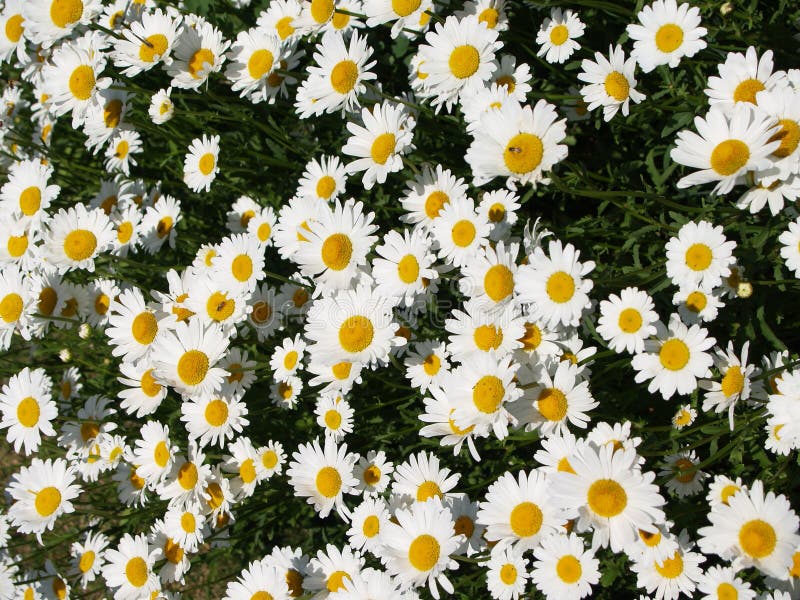 Daisy field stock image. Image of happy, excellent, radiating - 836171