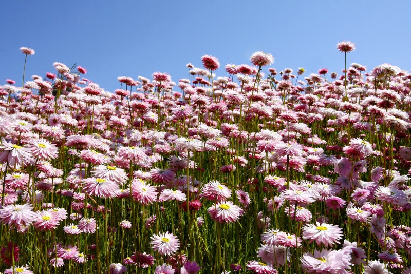 Daisy Field fotografering för bildbyråer. Bild av blommor - 86159217