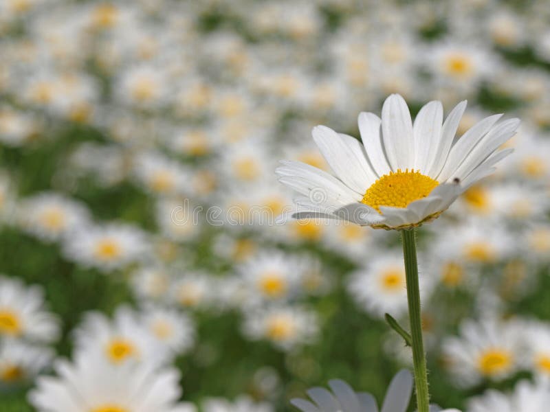 Daisy field stock photo. Image of beauty, blossom, asteraceae - 9580940
