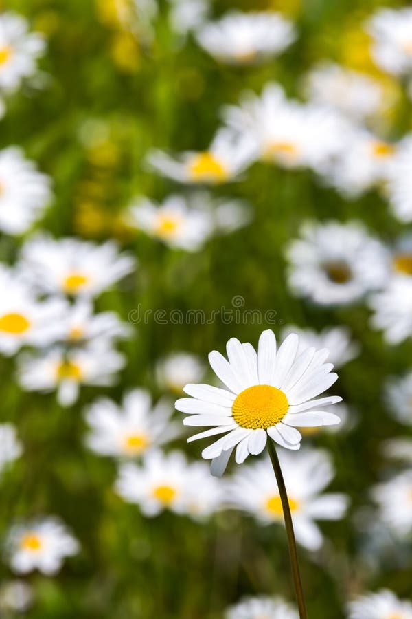 Daisy field stock photo. Image of lawn, environment, season - 31061824