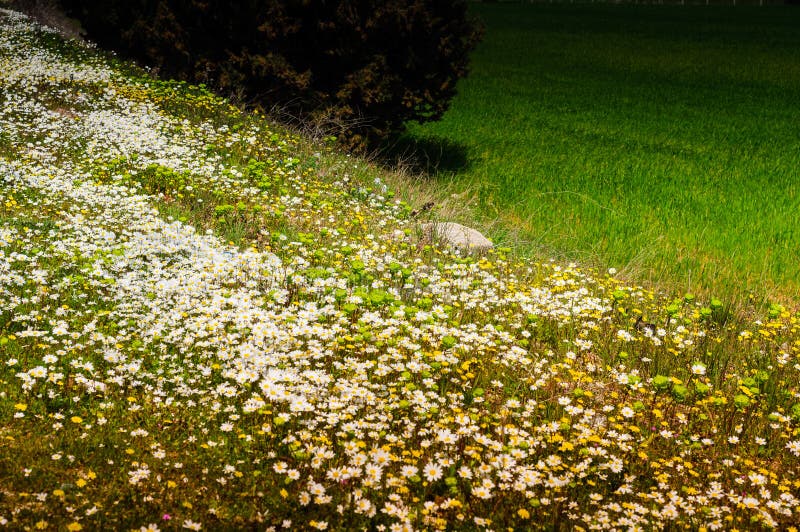Daisy Field in a Day of Spring Stock Photo - Image of bright, summer ...